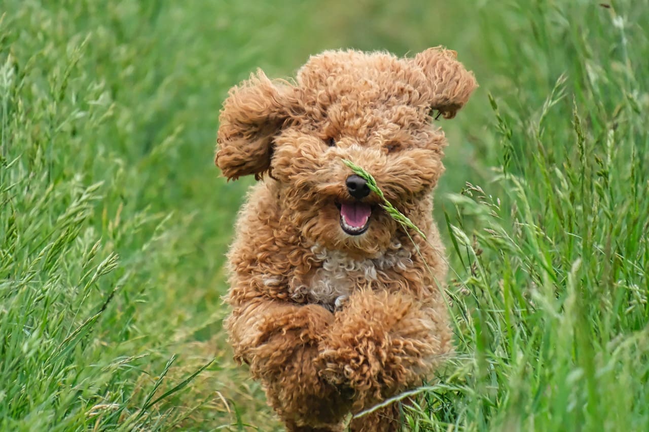 Fluffy Dog Breeds – The Softest Companions Ever